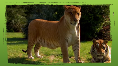 Een nieuw dier: de lijger - De Buitendienst - Zapp