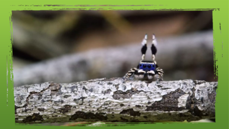 Zwaaiende spin - De Buitendienst - Zapp