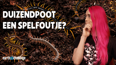 Hoeveel poten heeft een duizendpoot? - Earth Challenge - Zapp